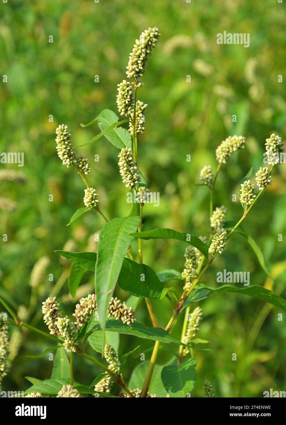 Weed Persicaria lapathifolia grows in a field among agricultural crops ...