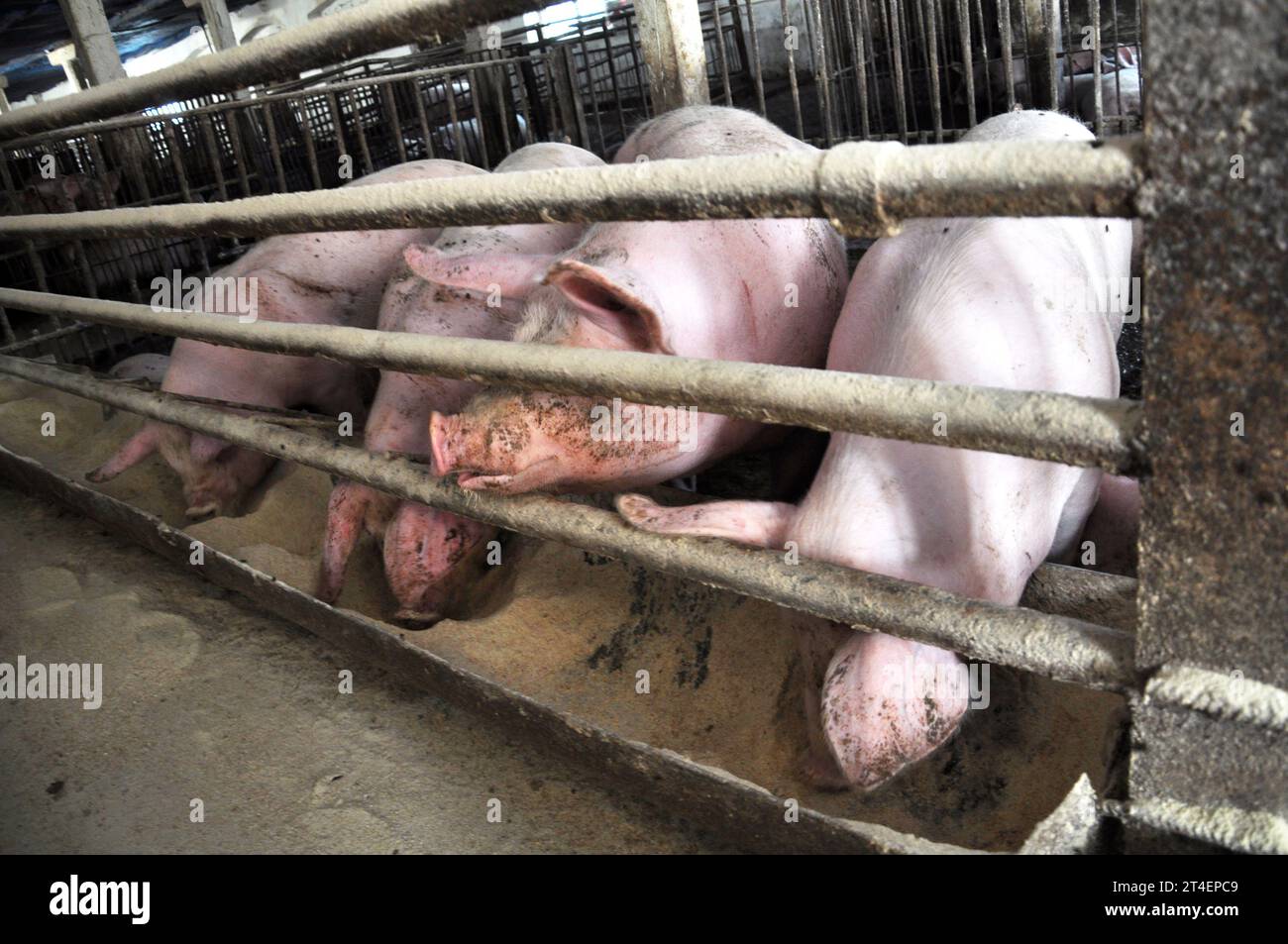 Farmer feeding pig hi-res stock photography and images - Alamy