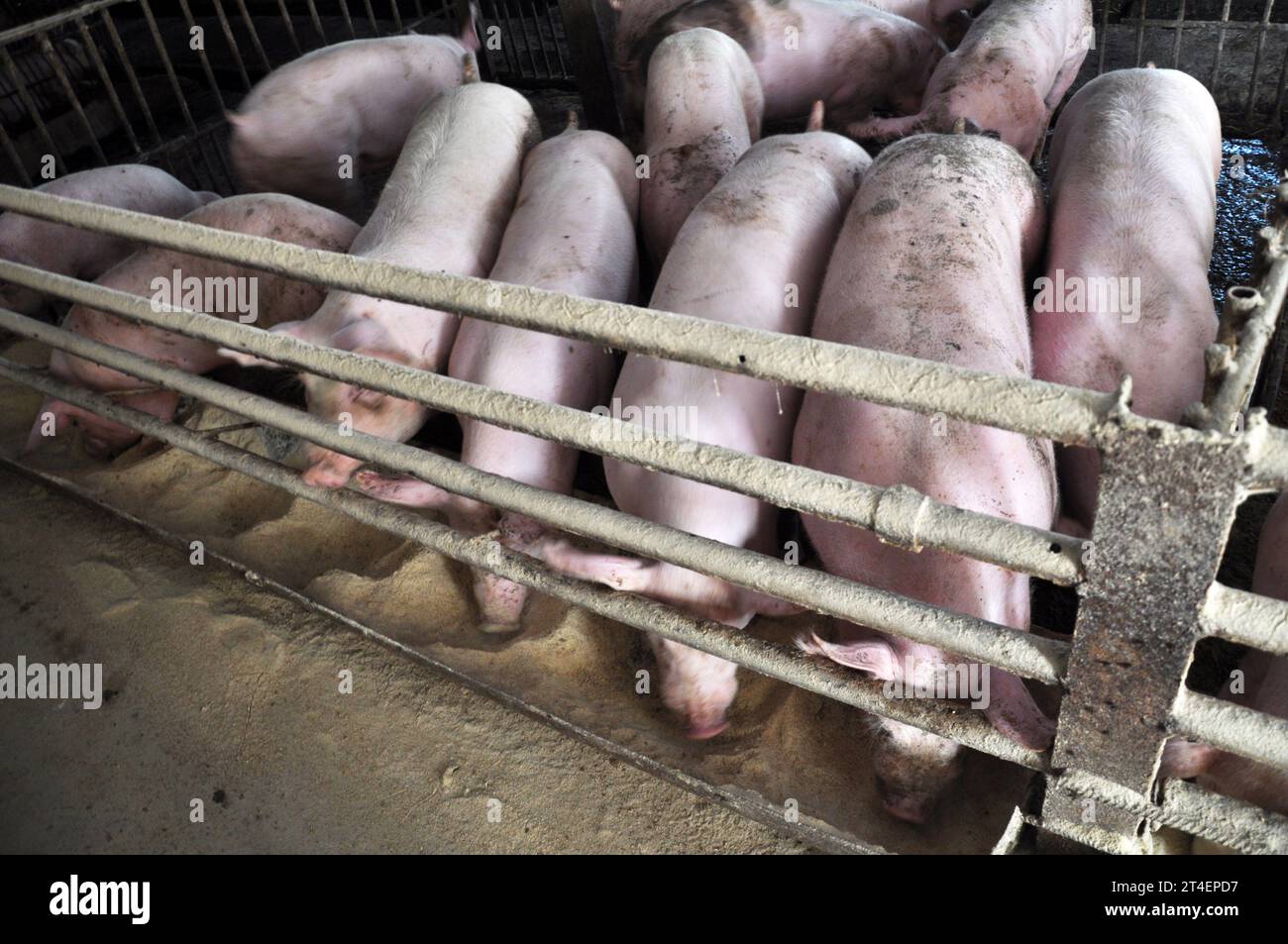 Pigs pig breeding farm funny hi-res stock photography and images - Alamy