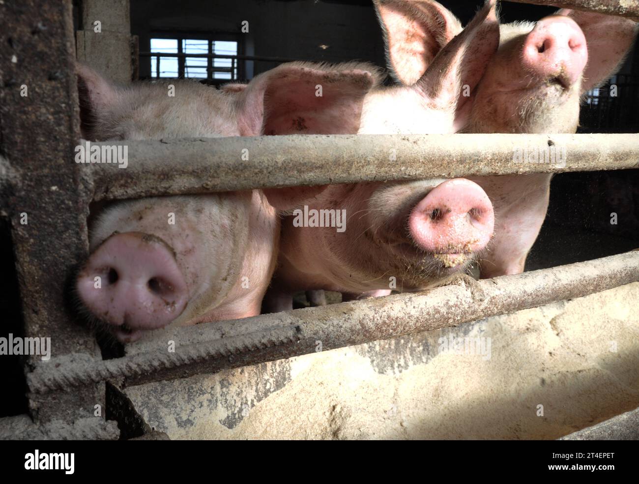 Farmer feeding pig hi-res stock photography and images - Alamy