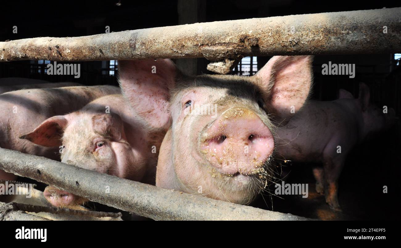 Farmer feeding pig hi-res stock photography and images - Alamy
