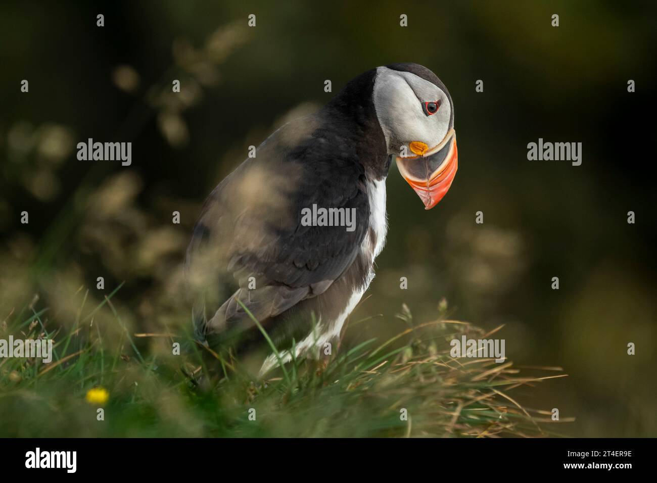Puffin, Látrabjarg Bird Cliffs, Westfjords, Iceland Stock Photo - Alamy