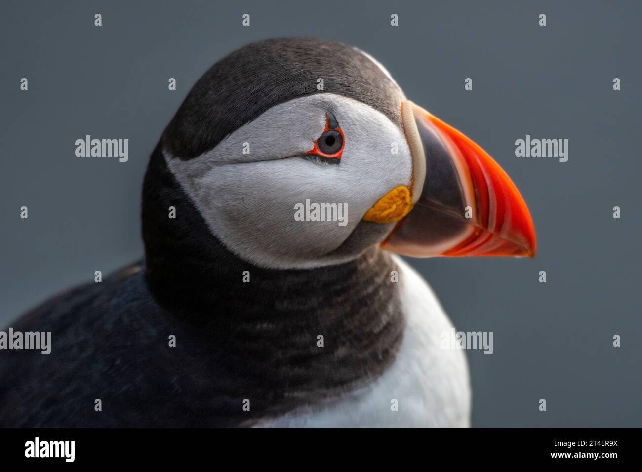 Puffin, Látrabjarg Bird Cliffs, Westfjords, Iceland Stock Photo - Alamy