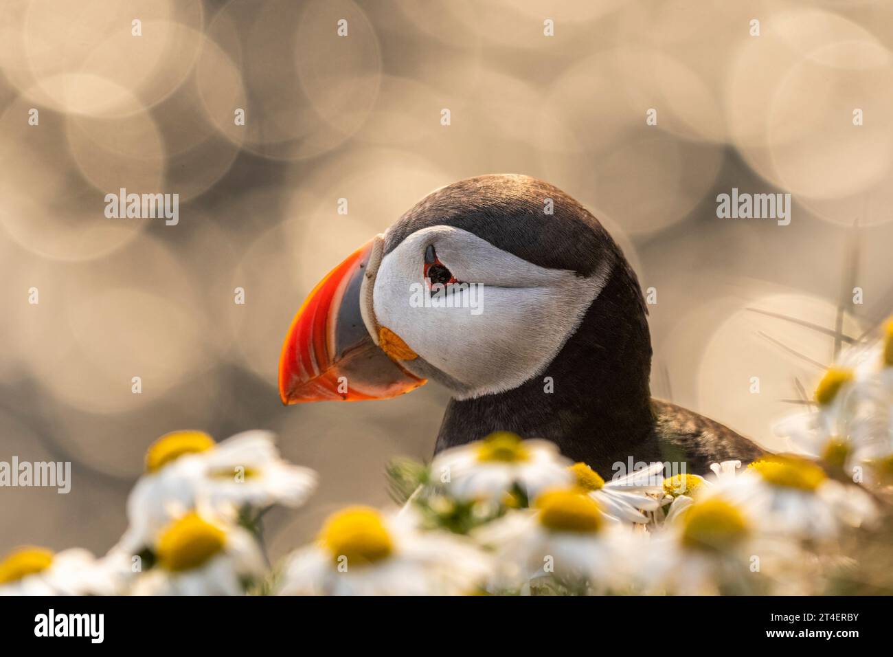 Puffin in flowers, Látrabjarg Bird Cliffs, Westfjords, Iceland Stock ...