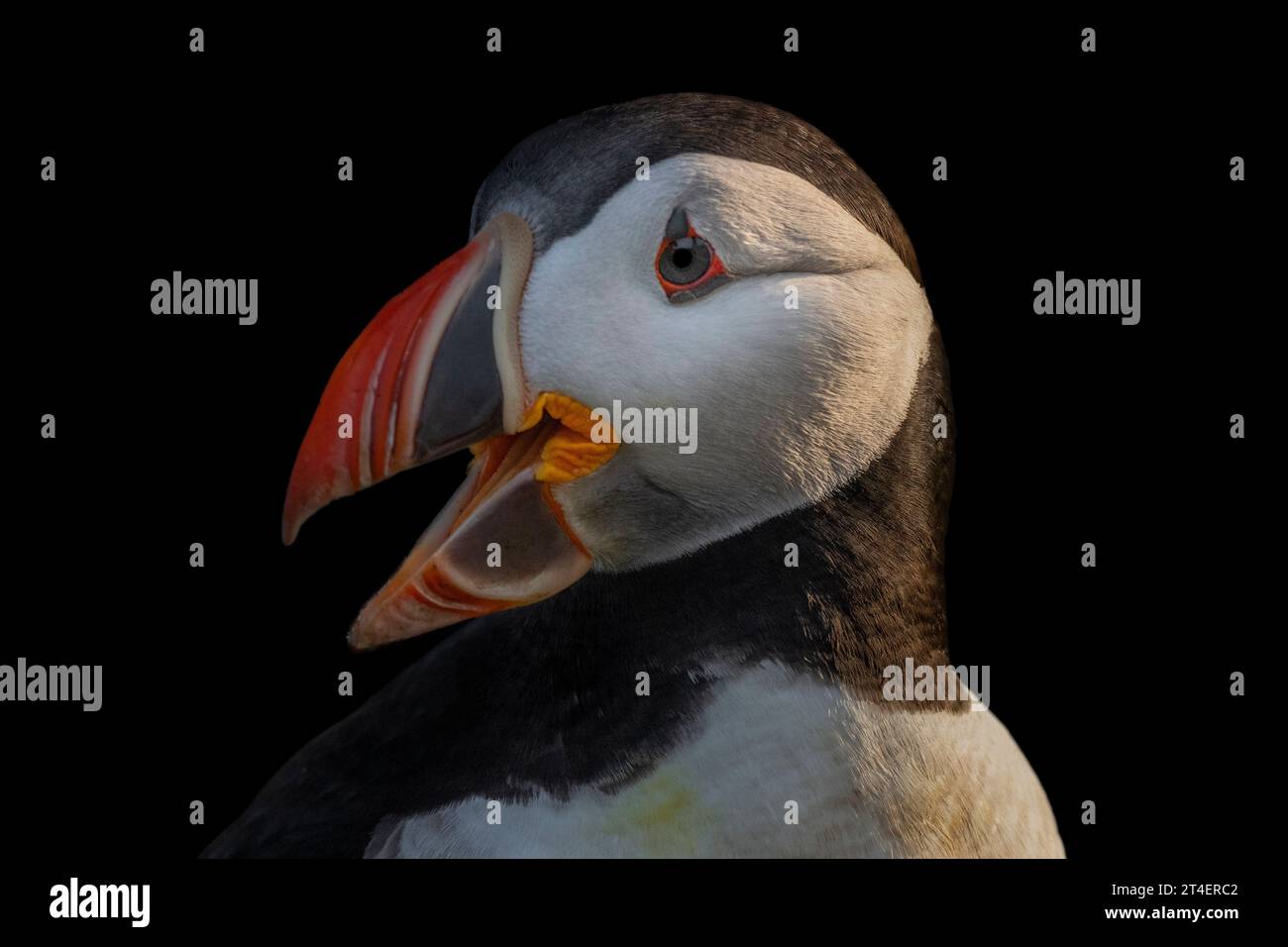 Puffin, Látrabjarg Bird Cliffs, Westfjords, Iceland Stock Photo - Alamy