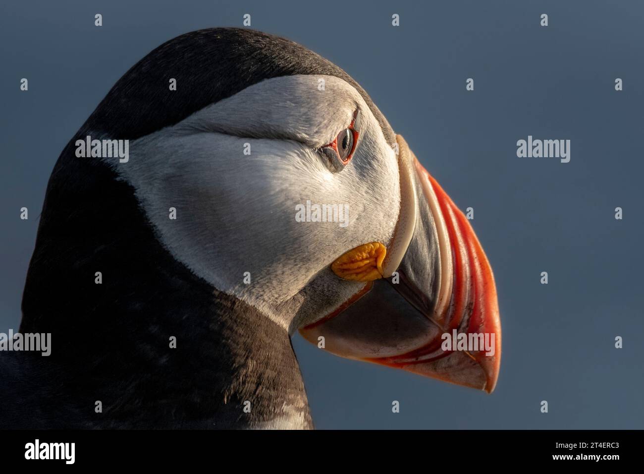 Puffin, Látrabjarg Bird Cliffs, Westfjords, Iceland Stock Photo - Alamy