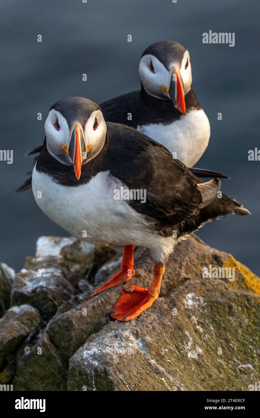 Puffins, Látrabjarg Bird Cliffs, Westfjords, Iceland Stock Photo - Alamy