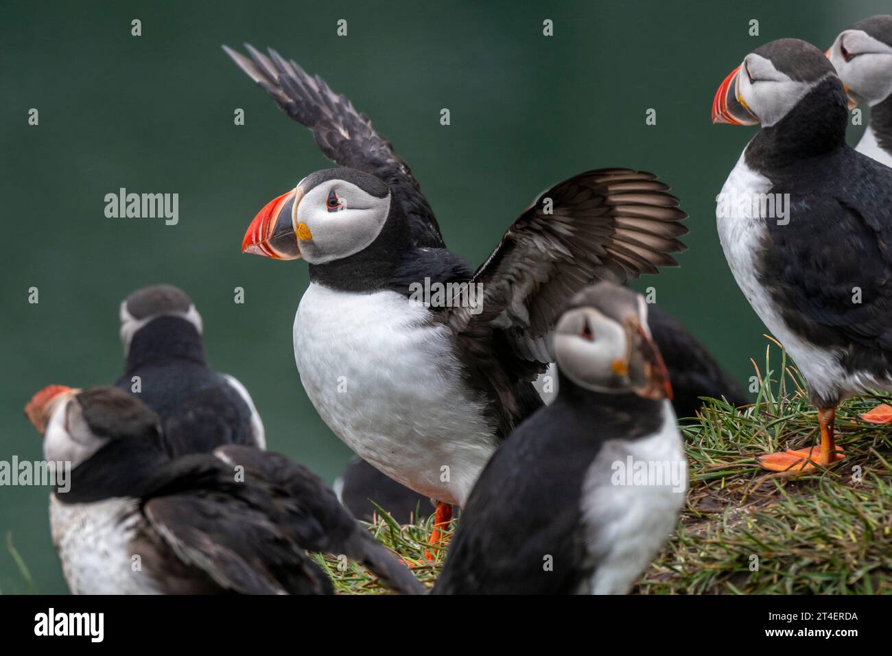 Wings nature reserve hi-res stock photography and images - Alamy