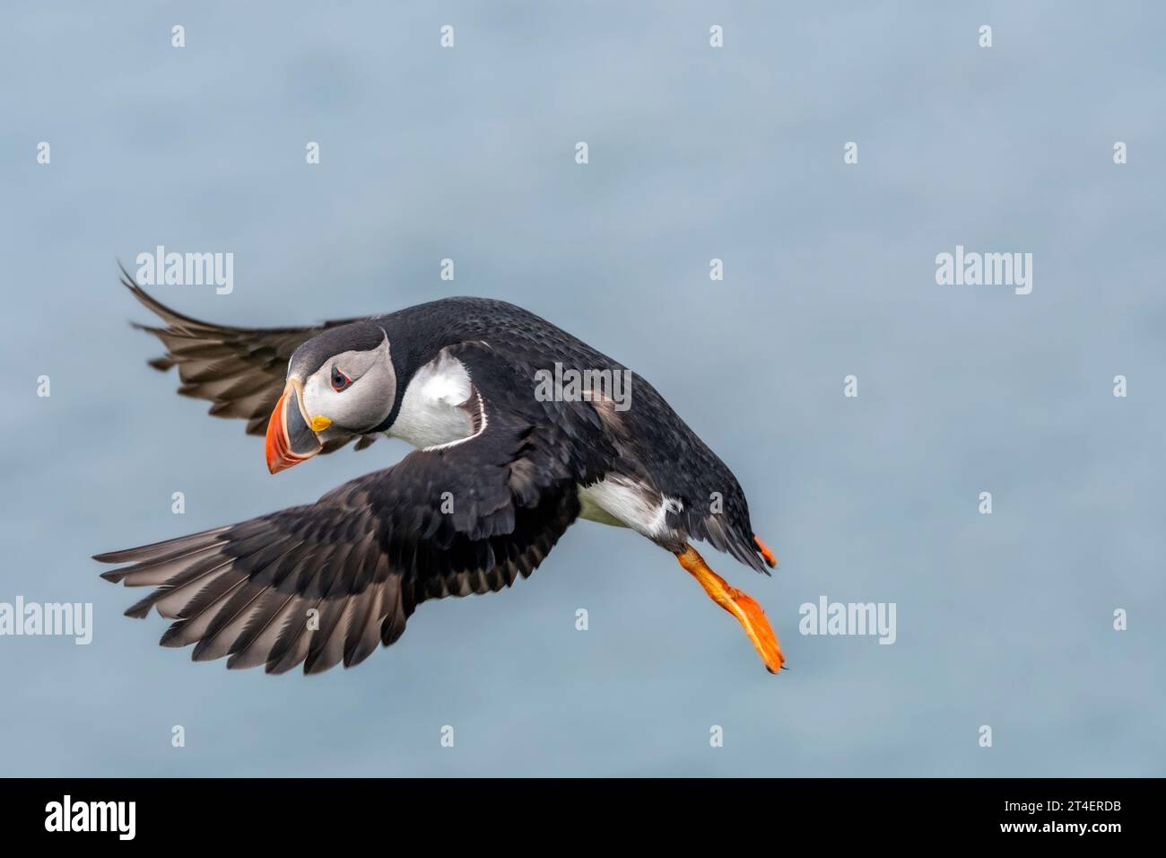 Flying puffin hi-res stock photography and images - Alamy