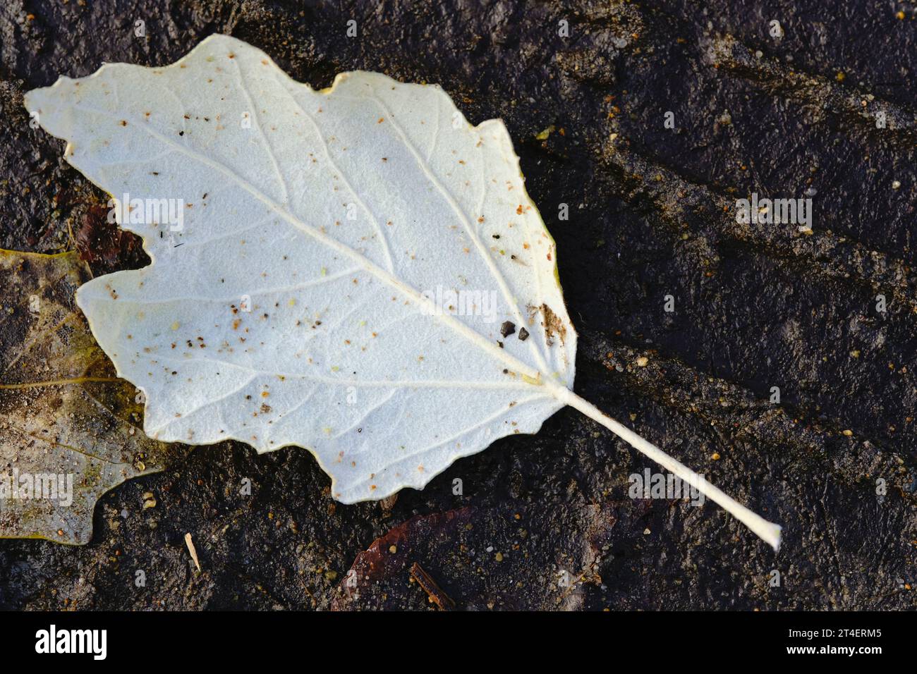 Autumn leaves fallen into the mud Stock Photo - Alamy