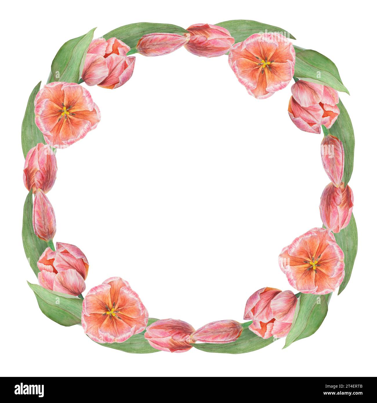 Watercolor realistic botanical illustration of pink tulips. Round frame ...