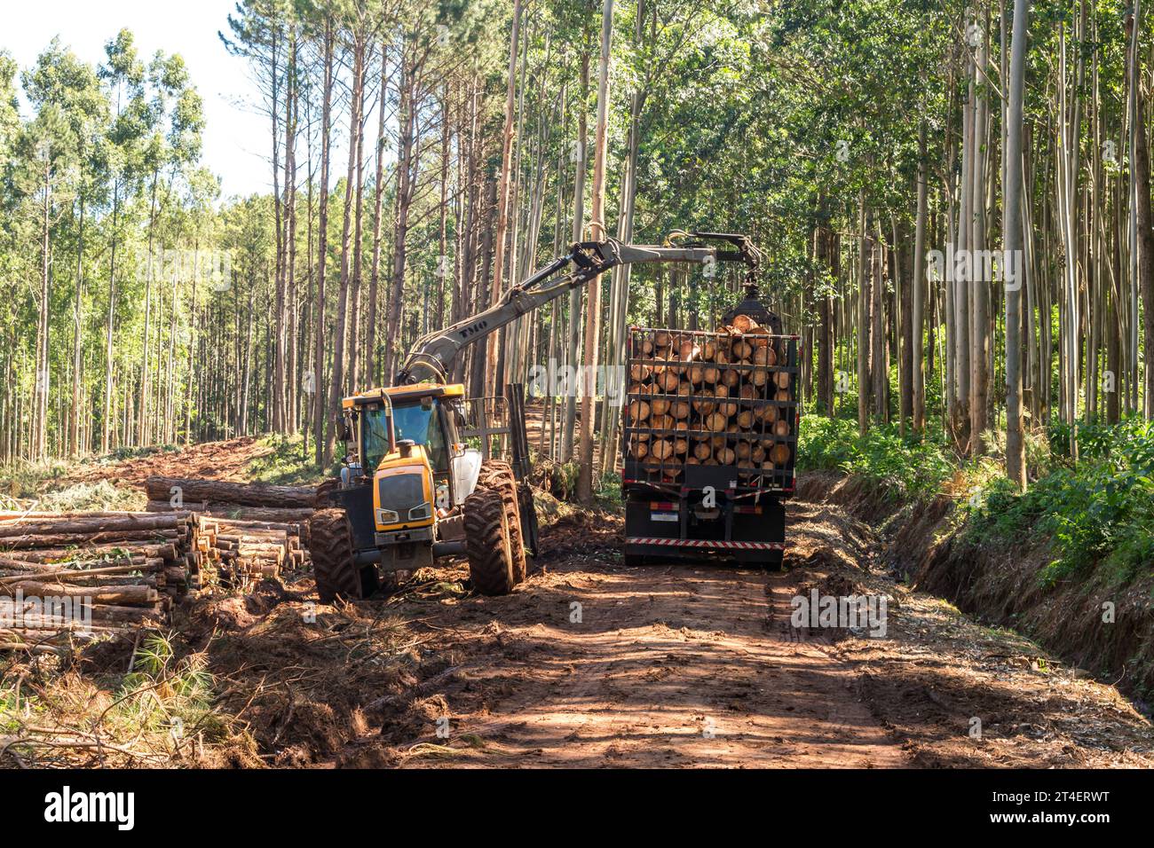 Timber harvesting methods hi-res stock photography and images - Alamy