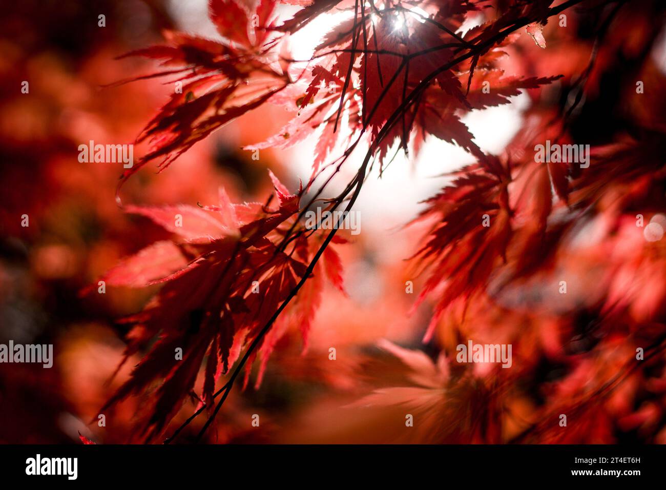 Vibrant red color tree, maple leaves, foliage park, autumnal view Stock ...