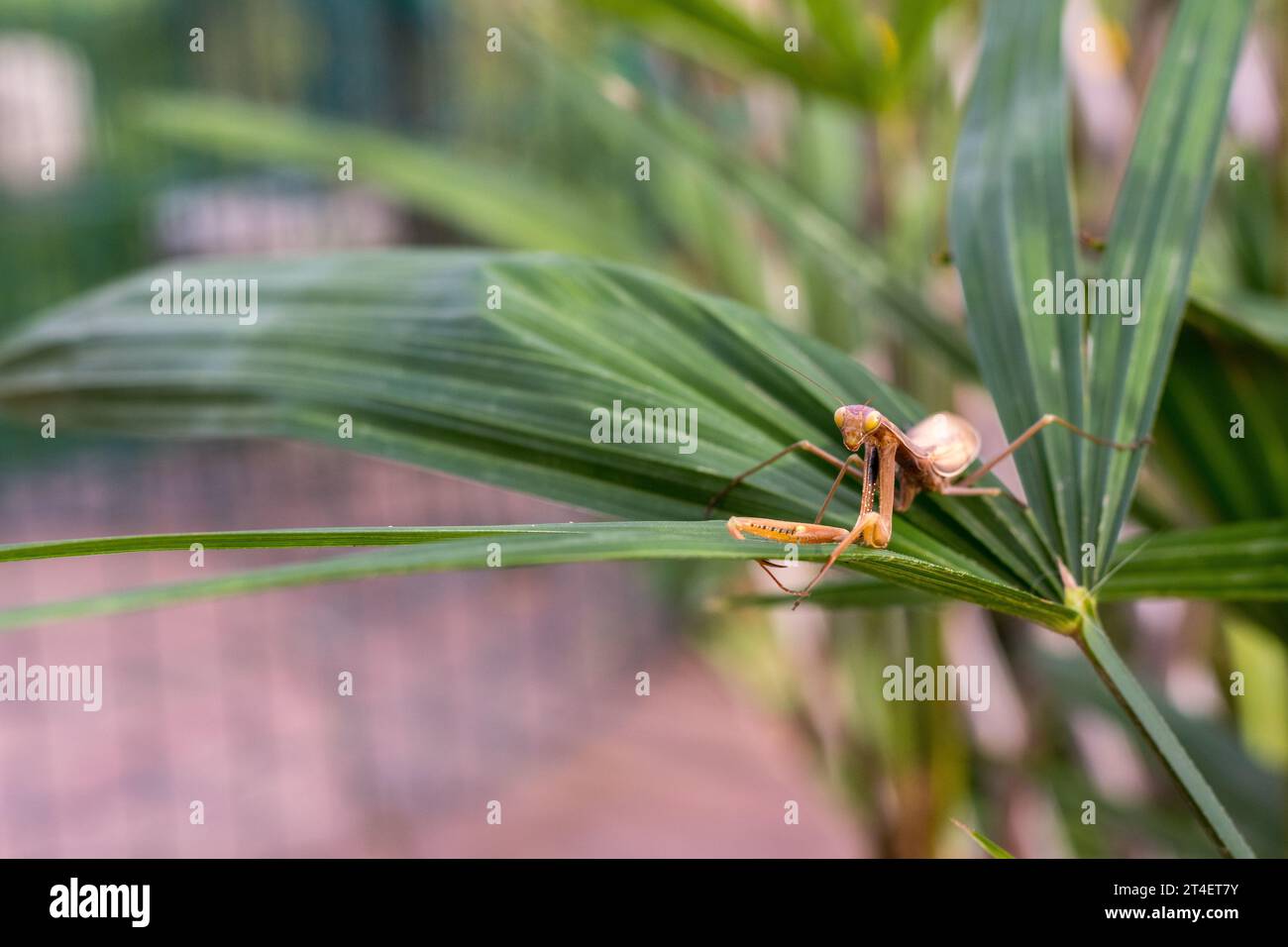 Praying mantis on the leaves of a palm tree. Also called European ...