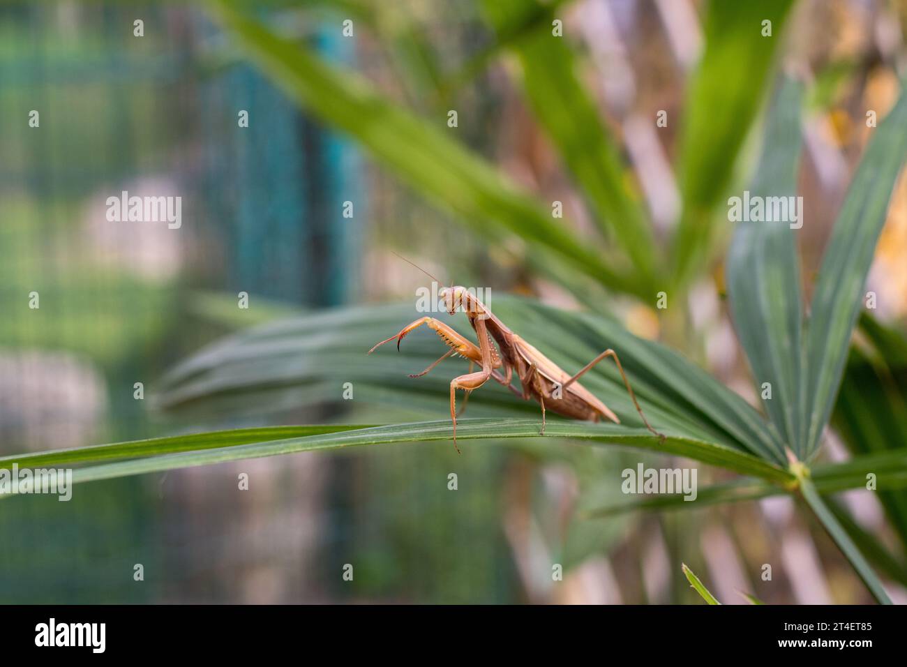 Praying mantis on the leaves of a palm tree. Also called European ...