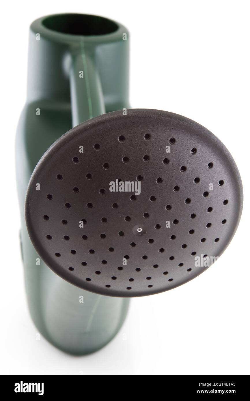 Watering can rose isolated on white Stock Photo - Alamy