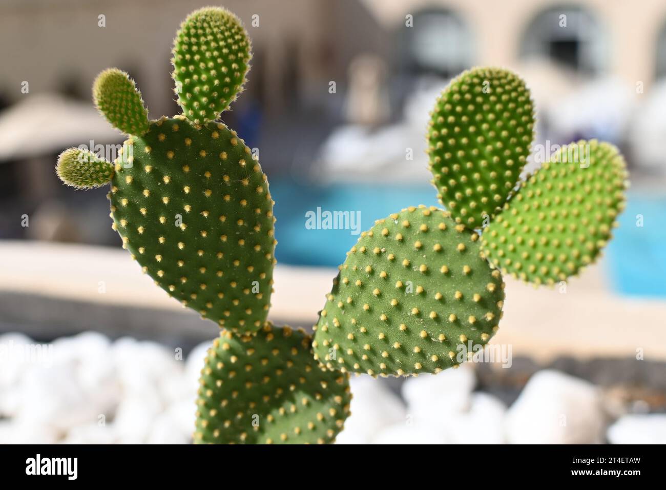 Prickly pear or elephant ear cactus hi-res stock photography and images ...