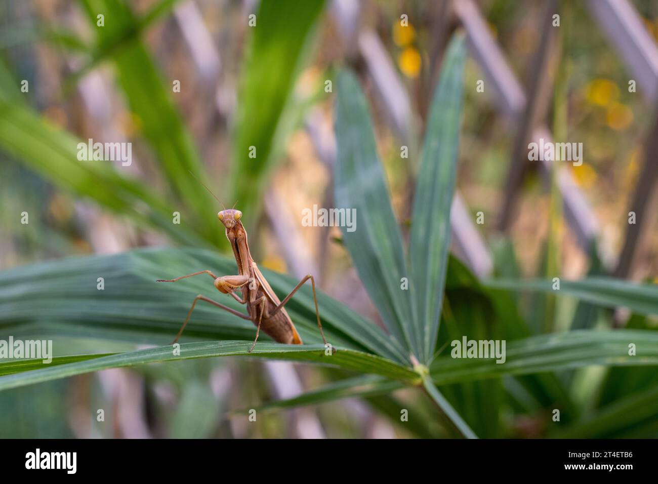 Praying mantis on the leaves of a palm tree. In defensive posture ...
