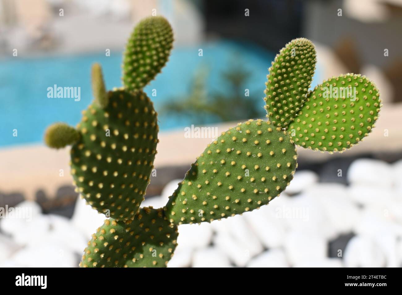 Angels wings cactus hi-res stock photography and images - Alamy