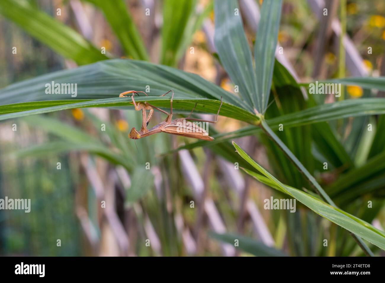 Eye prophet hi-res stock photography and images - Alamy