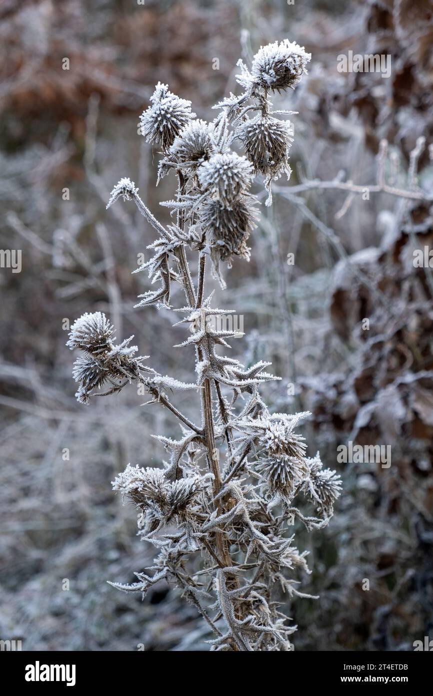 Hoarfrost on the thistle hi-res stock photography and images - Alamy