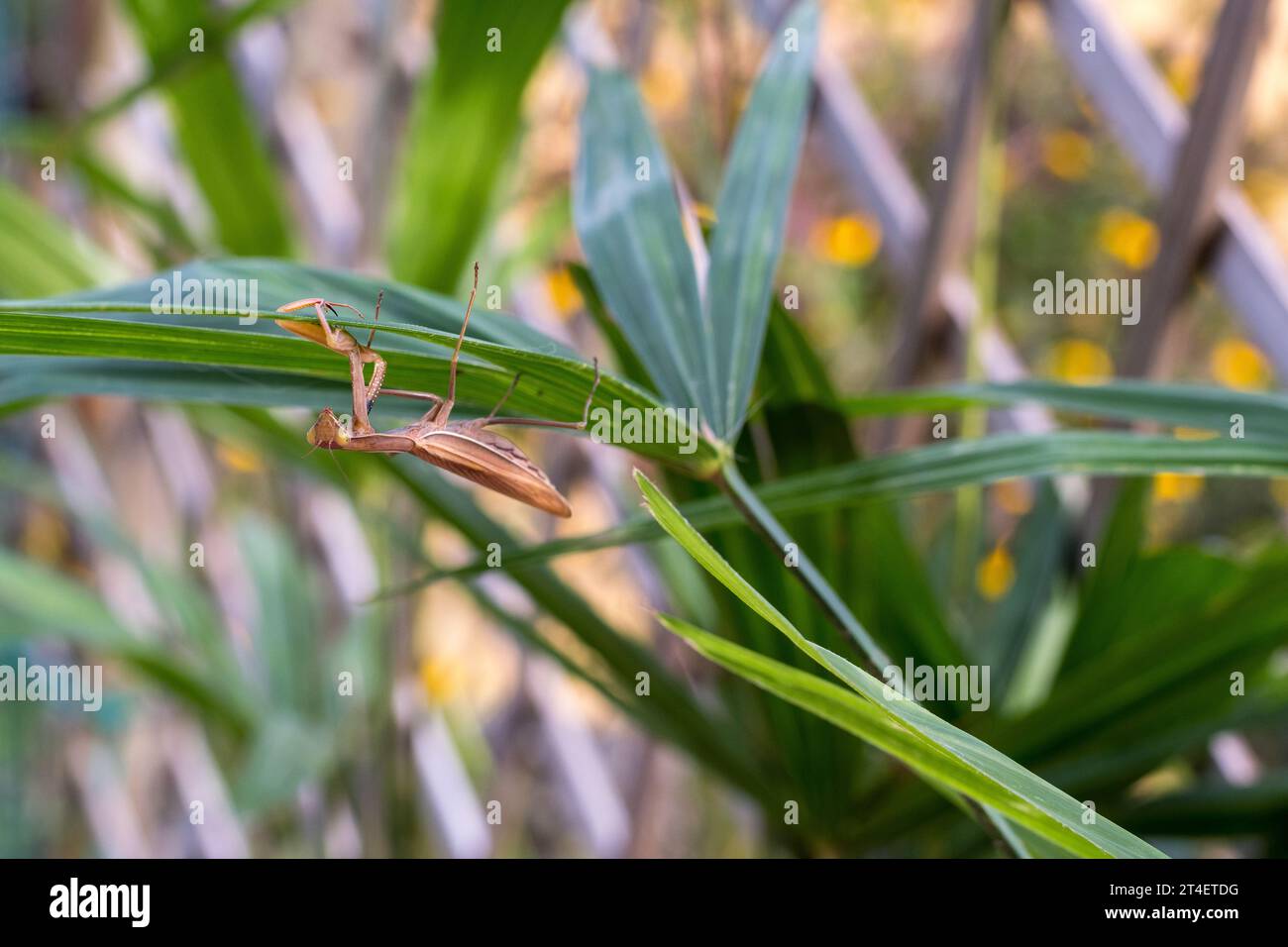 Eye prophet hi-res stock photography and images - Alamy