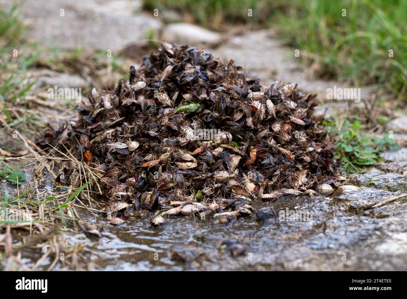 A mountain of dead bugs in the garden of a house during the autumn ...