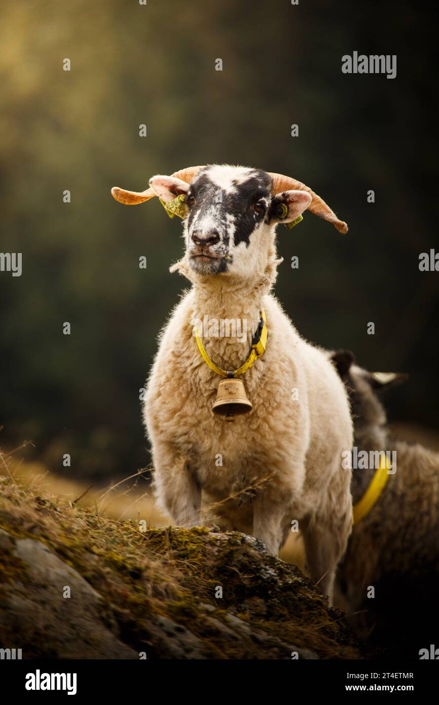 White sheep bell in hi-res stock photography and images - Alamy