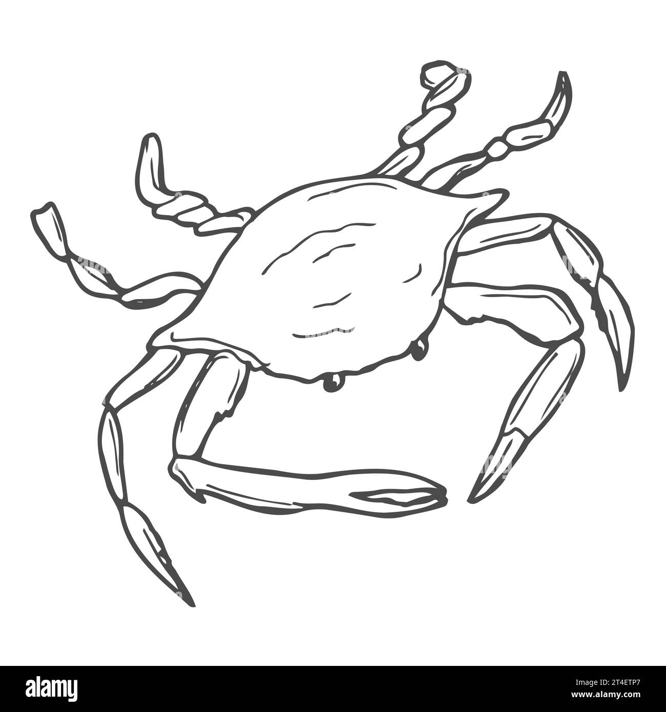 Hand drawn Crab seafood nature ocean aquatic underwater vector. Marine ...