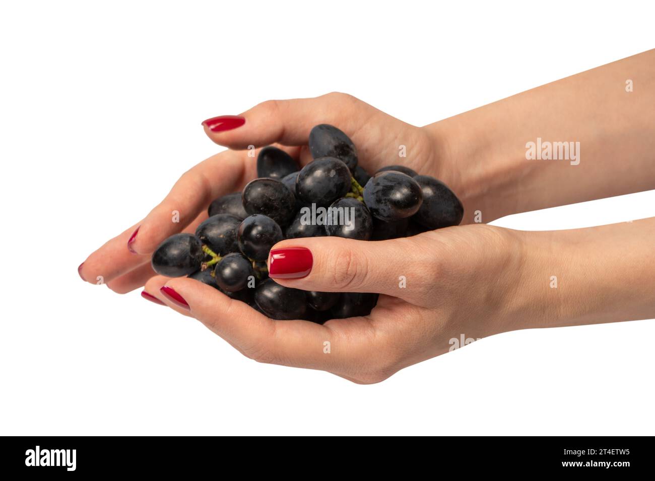 A sprig of red grapes in woman hands with red nail polish isolated on a ...