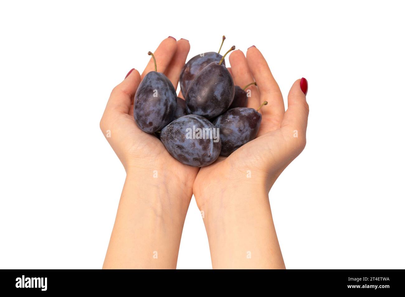 Tasty plums in woman hands with red nail polish isolated on a white ...