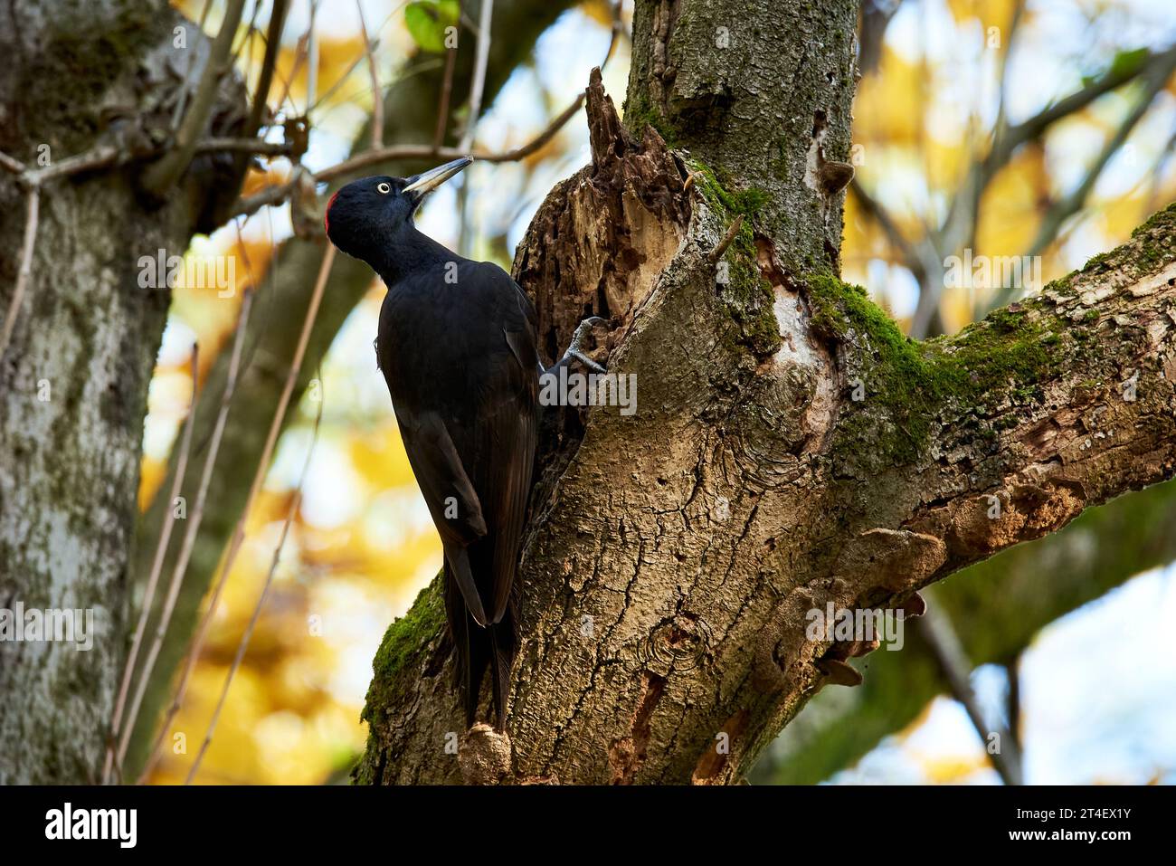 Black Woodpecker anchored by a tree (Dryocopus martius). Black ...