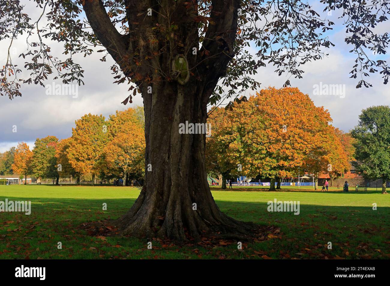 Autumn trees at Pontcanna Fields, Cardiff. Taken October 2023. Early ...