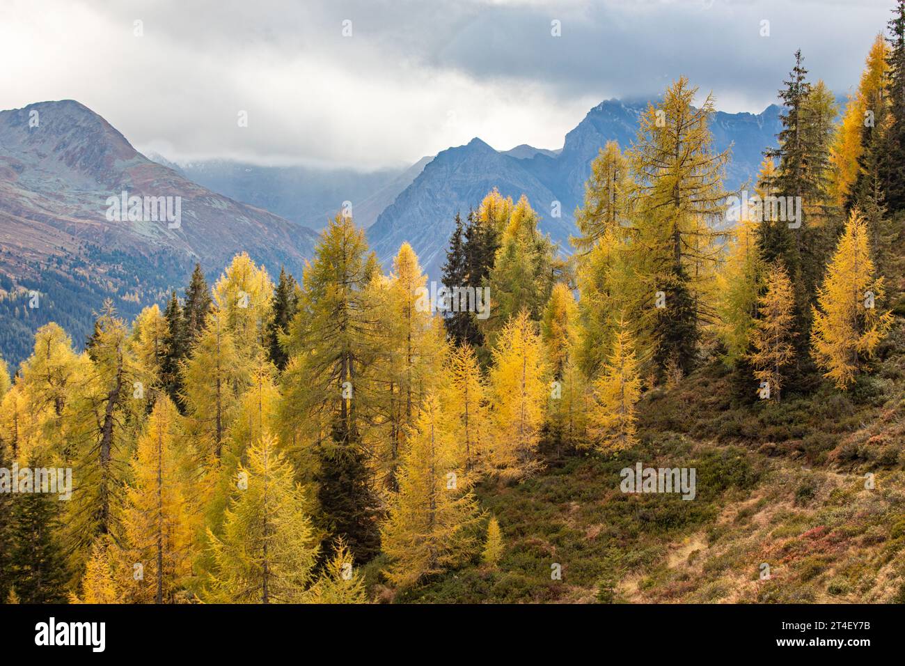 Larches in fall color hi-res stock photography and images - Alamy