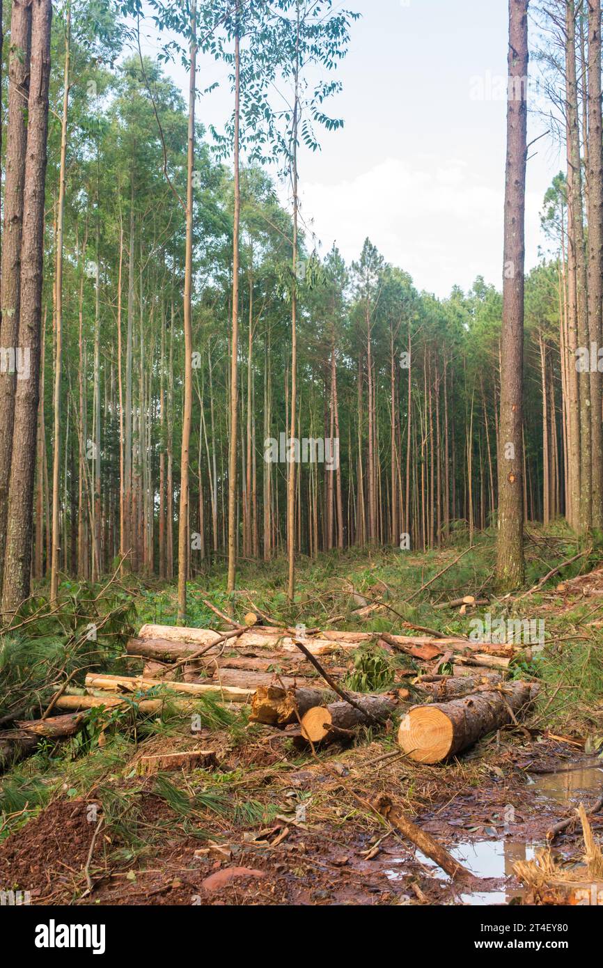 Pine tree harvest woody debris - timber harvesting in Sao Francisco de ...