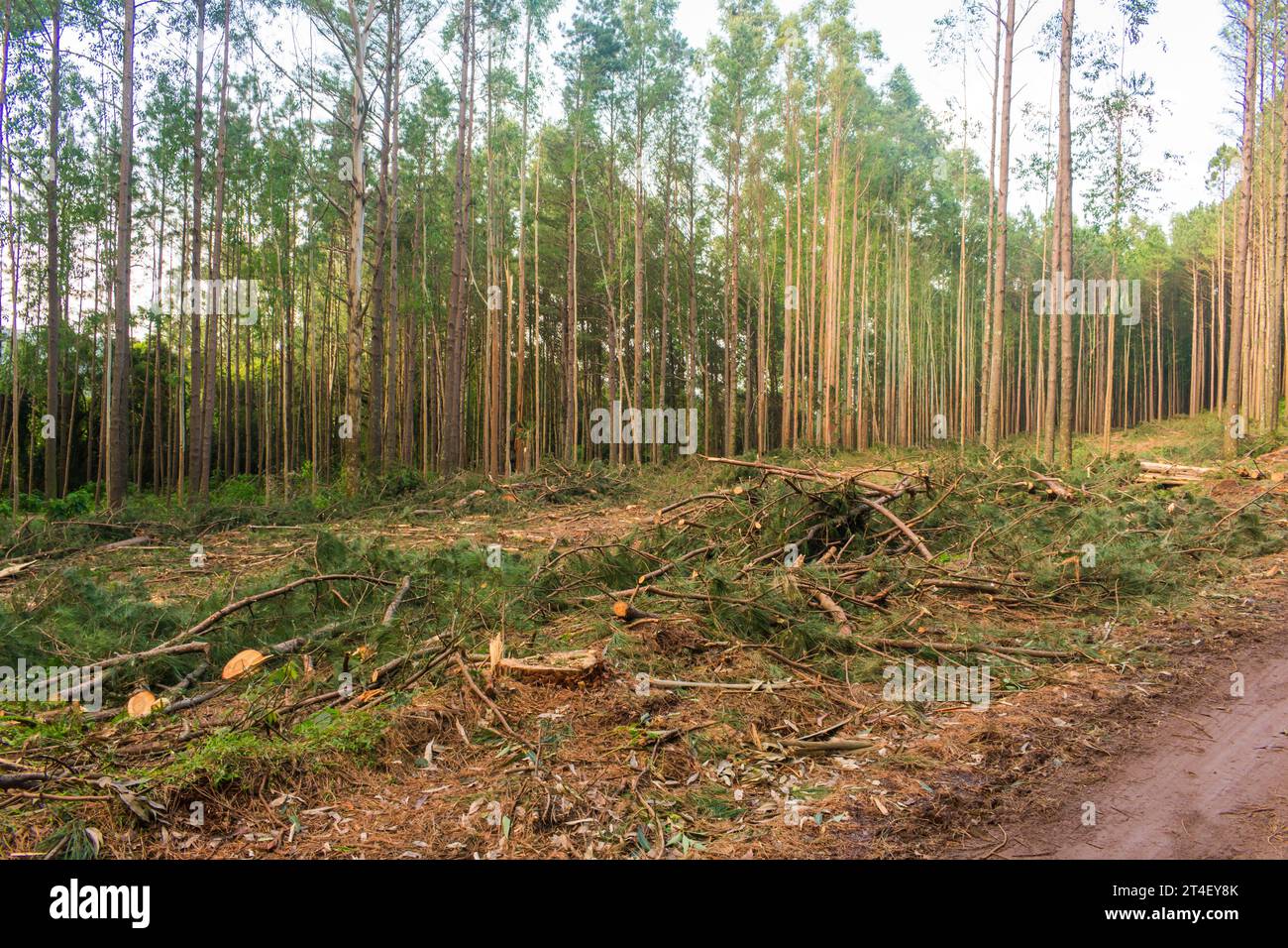 Pine tree harvest woody debris - timber harvesting in Sao Francisco de ...