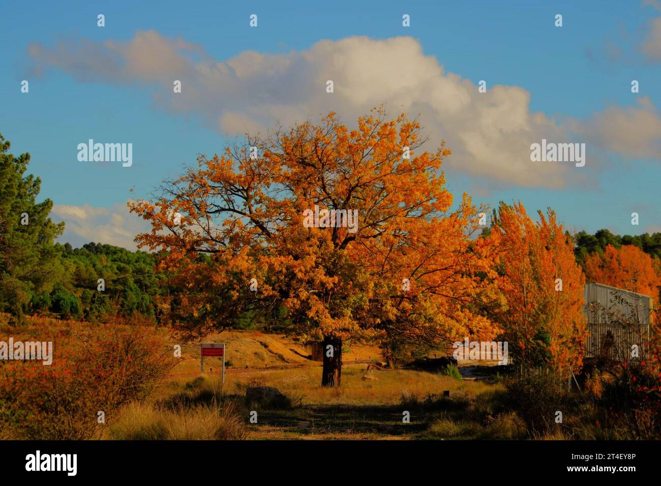 Colores del bosque hi-res stock photography and images - Alamy