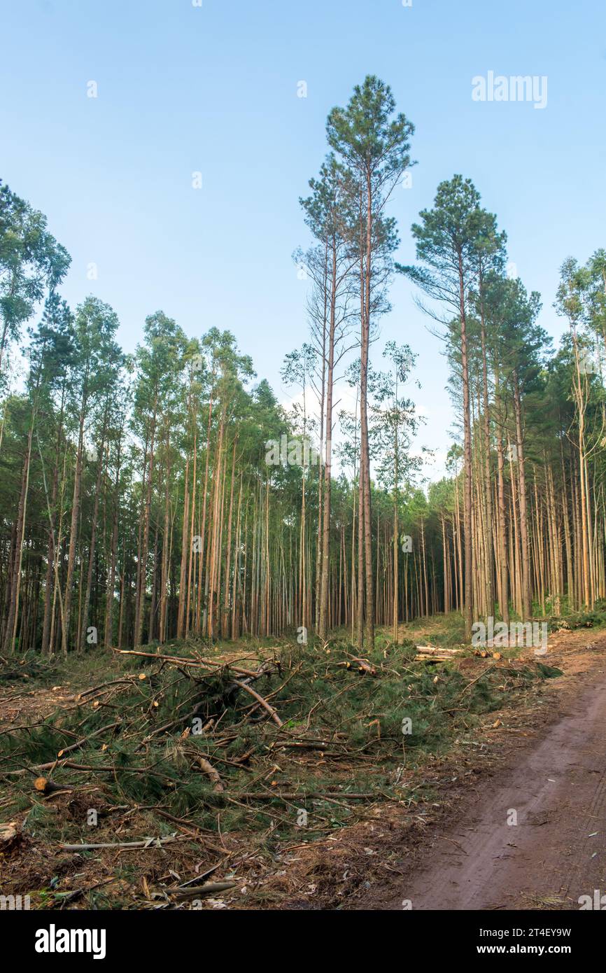 Pine tree harvest woody debris - timber harvesting in Sao Francisco de ...