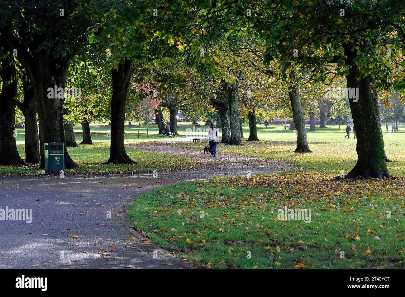 Woman walking small dog, early autumn in Llandaff Fields, Cardiff ...