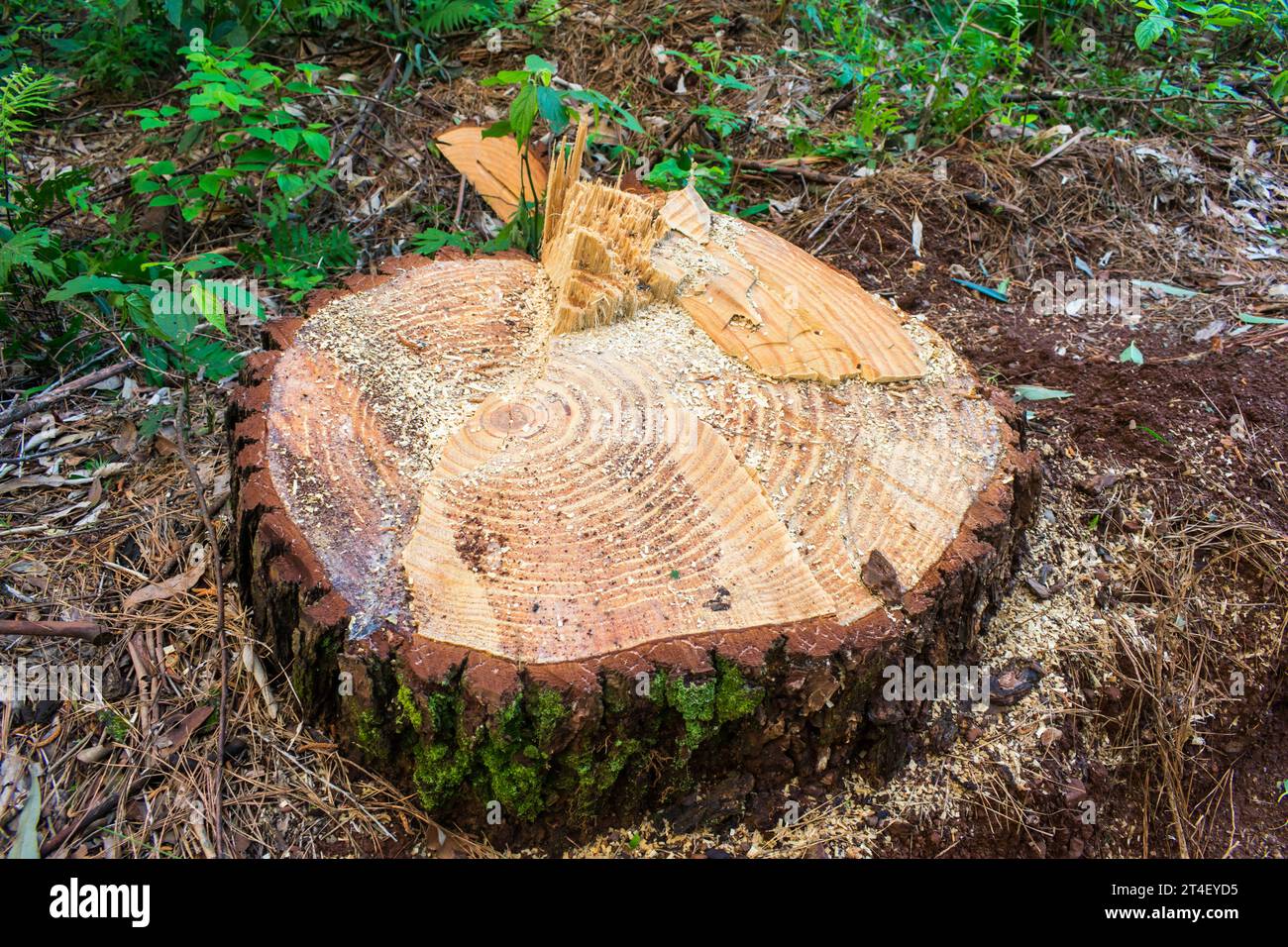 Pine tree harvest woody debris - timber harvesting in Sao Francisco de ...