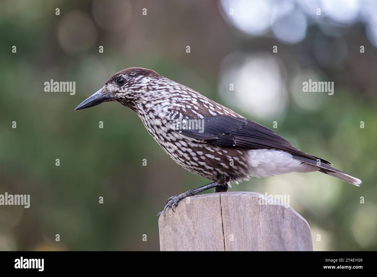 Portrait of a eurasian nutcracker bird on a branch of a tree, Nucifraga ...