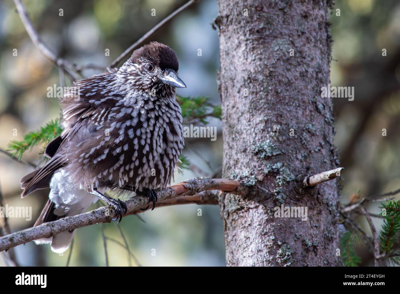 Nutcracker bird hi-res stock photography and images - Alamy