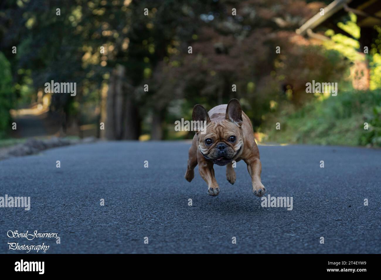 Roni Running Full Out! Stock Photo - Alamy