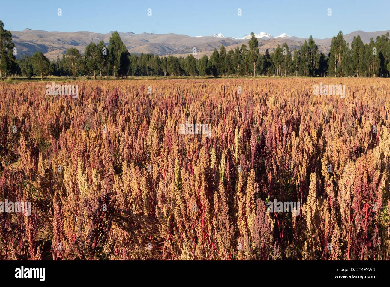 organic quinoa cultivation field in the peruvian andes Stock Photo - Alamy