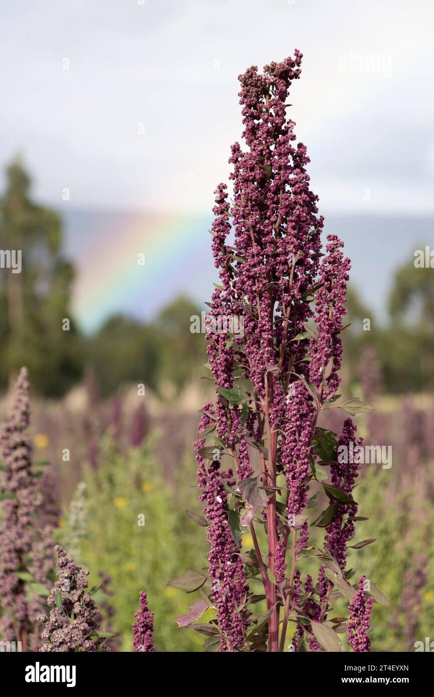 organic quinoa cultivation field in the peruvian andes Stock Photo - Alamy