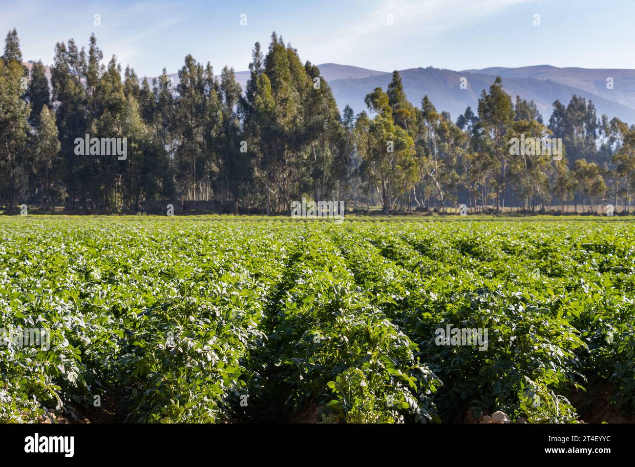 organic potato growing field in the peruvian andes Stock Photo - Alamy