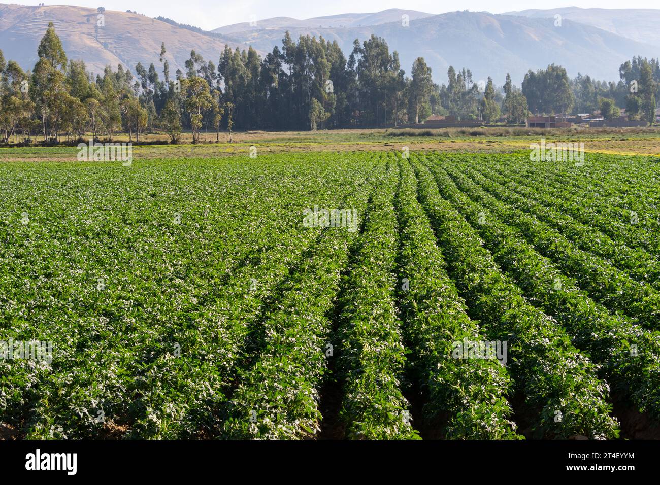 organic potato growing field in the peruvian andes Stock Photo - Alamy