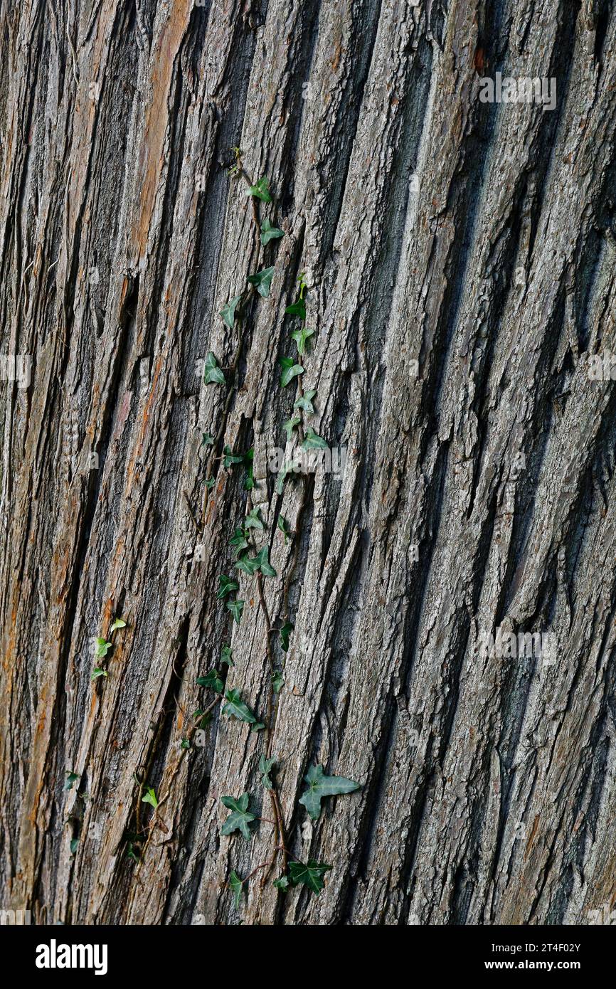 Trunk of sweet chestnut tree (castanea sativa) with interesting spiral ...