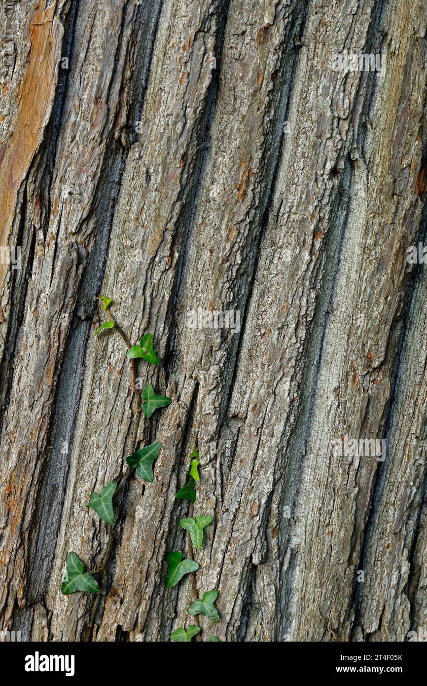 Trunk of sweet chestnut tree (castanea sativa) with interesting spiral ...