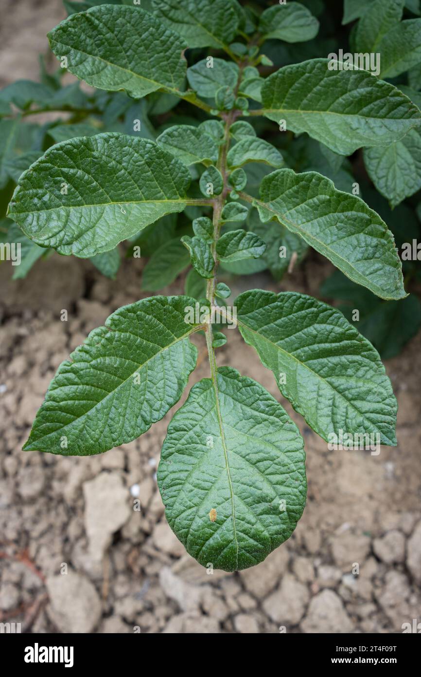 organic potato growing field in the peruvian andes Stock Photo - Alamy